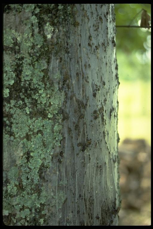 Webbing on Tree Trunks? (Barklice) - Austin